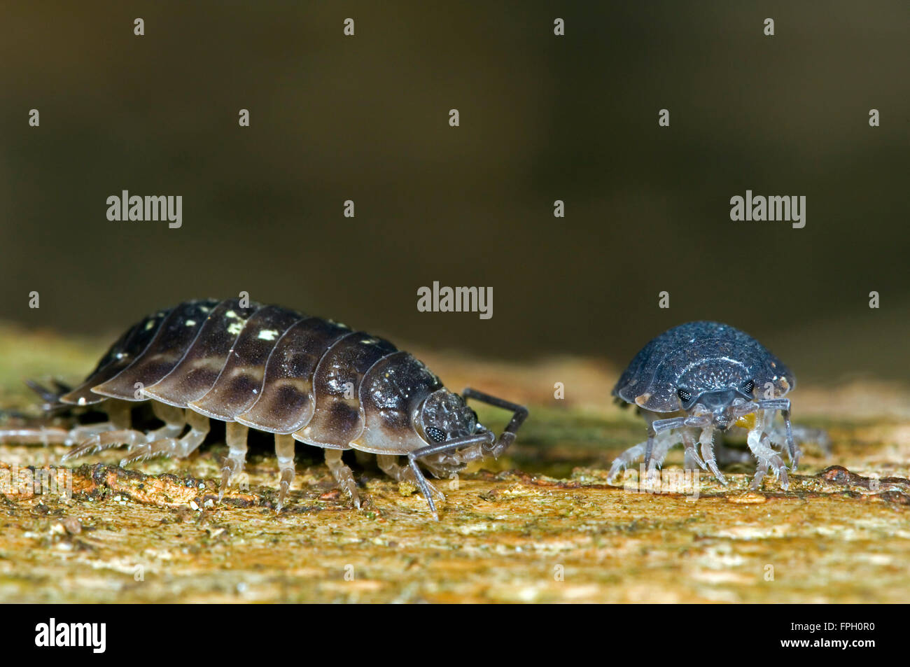 Sowbug hi-res stock photography and images - Alamy