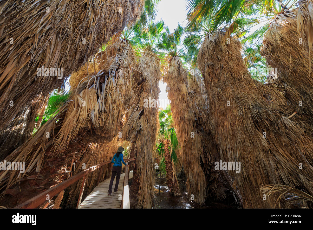 Wooden bridge and Palm trees at Coachella Valley Preserve Stock Photo ...