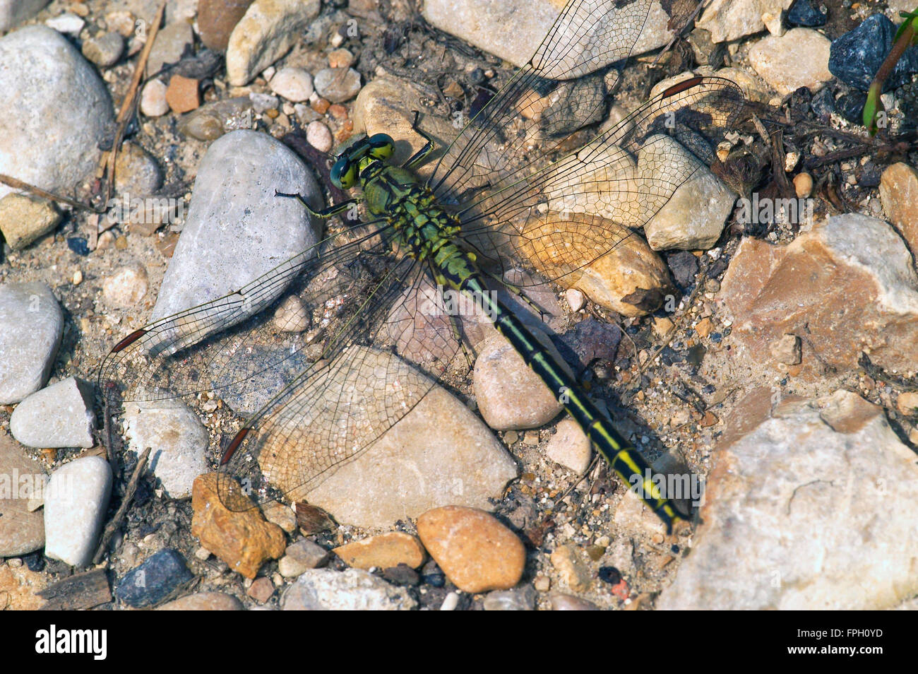 Gomphus Pulchellus High Resolution Stock Photography and Images - Alamy