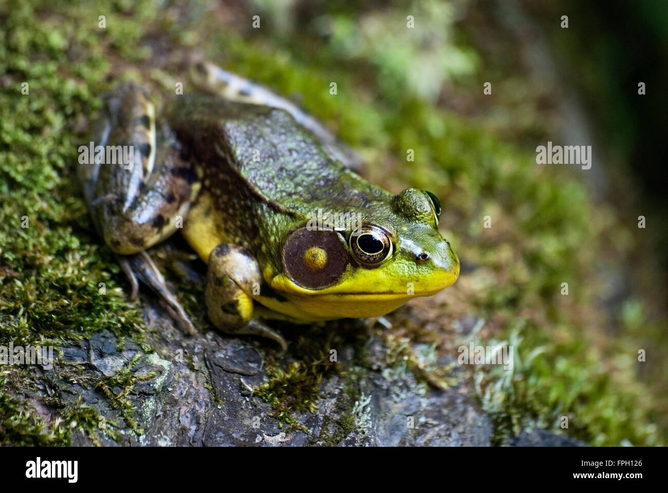 Northern moss frog hi-res stock photography and images - Alamy