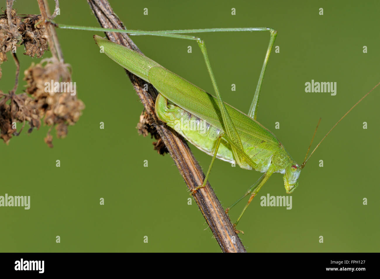 Sickle-bearing bush-cricket (Phaneroptera falcata) female on stem in ...