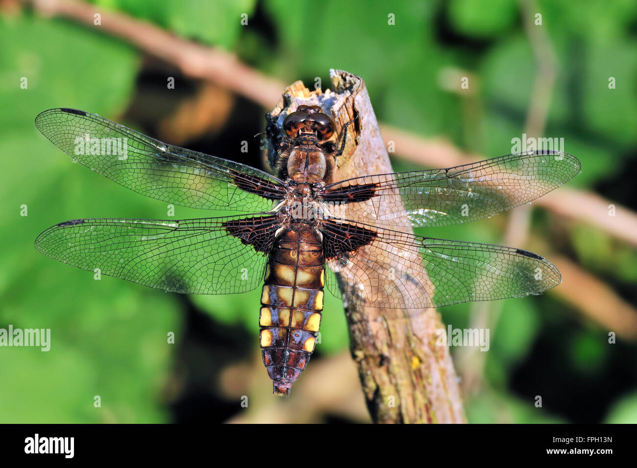 Broad-bodied chaser dragonfly / broad-bodied darter (Libellula depressa ...