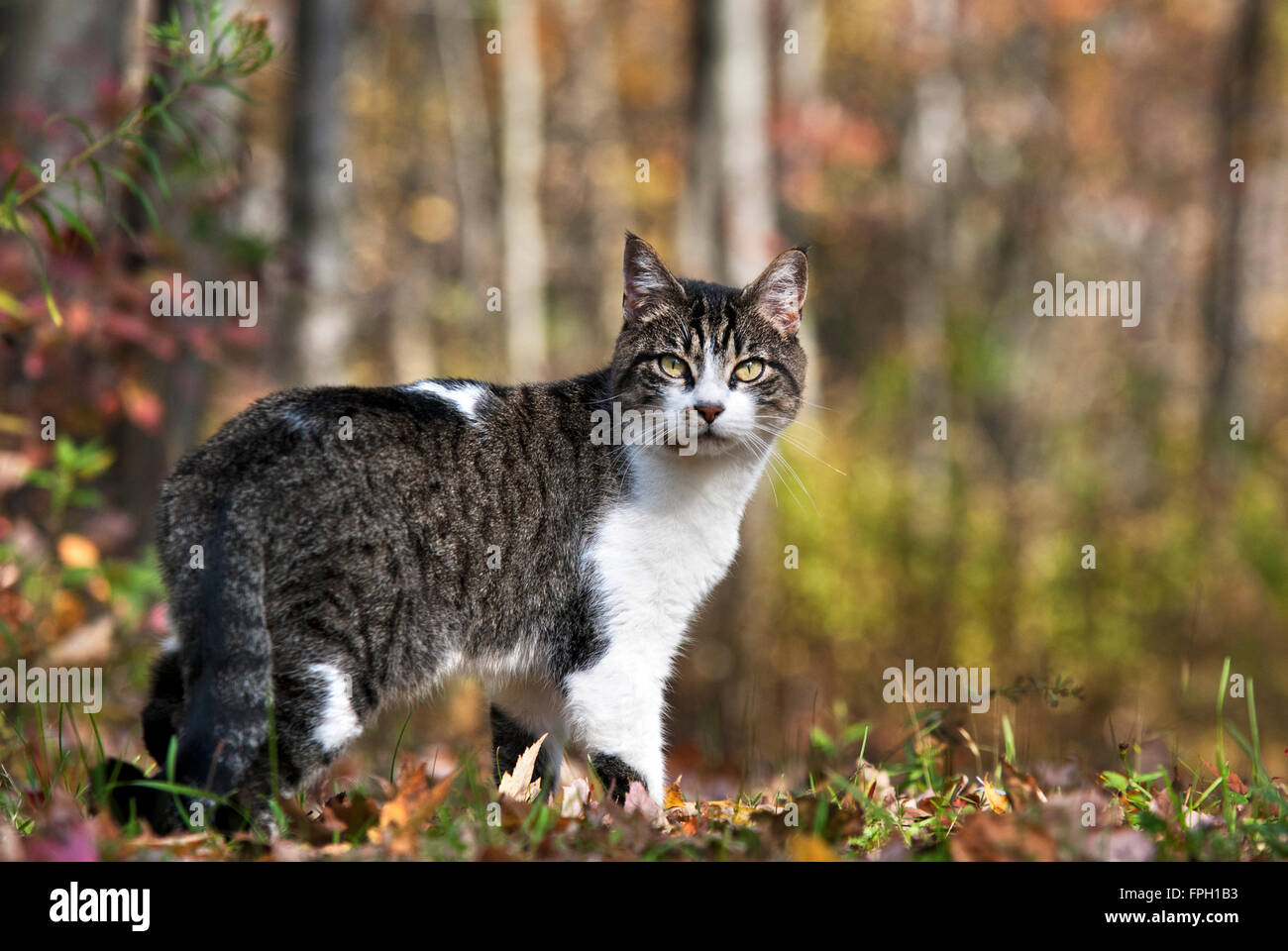House cat close up outdoors in fall landscape Stock Photo - Alamy