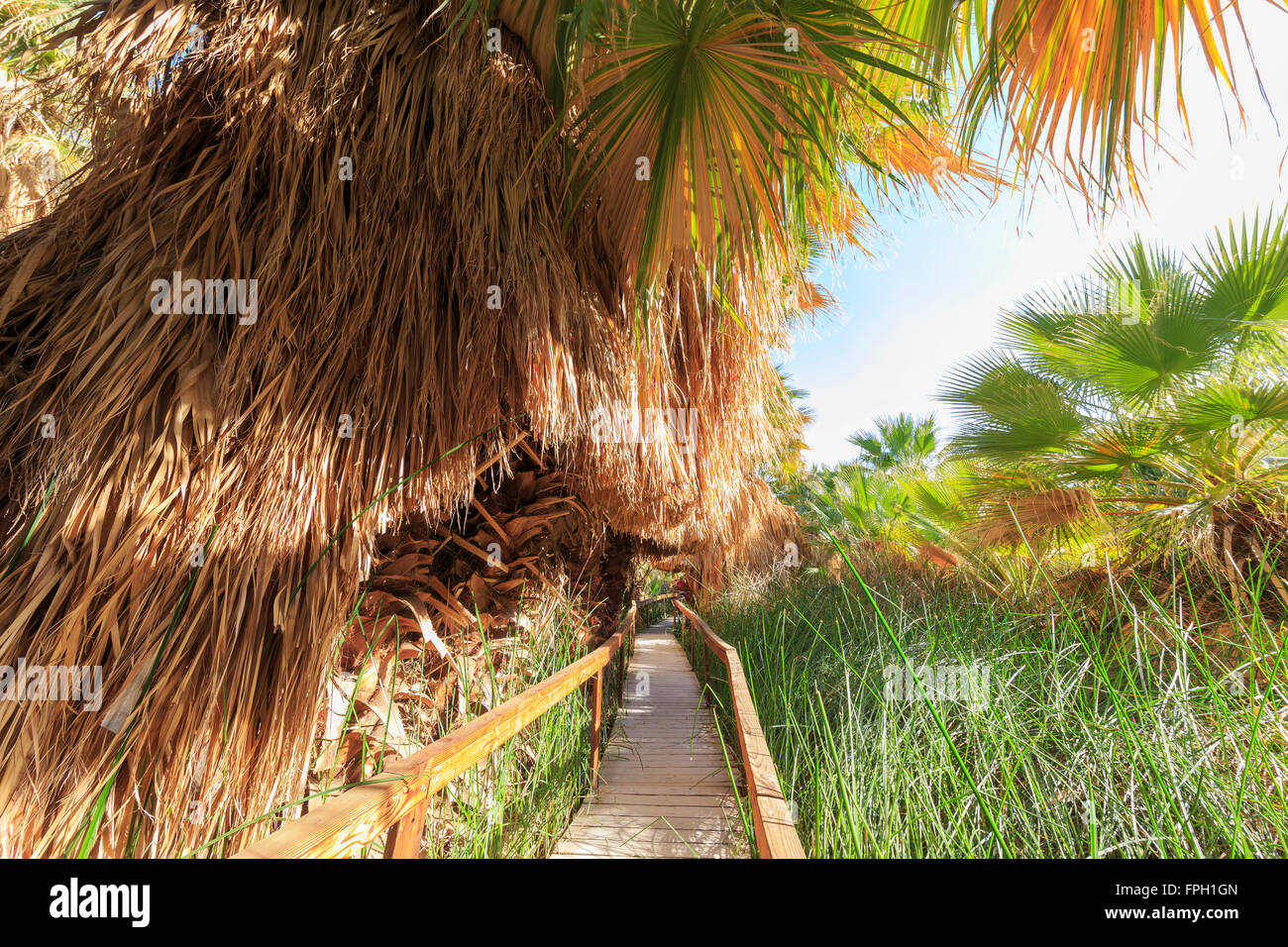 Wooden bridge and Palm trees at Coachella Valley Preserve Stock Photo ...
