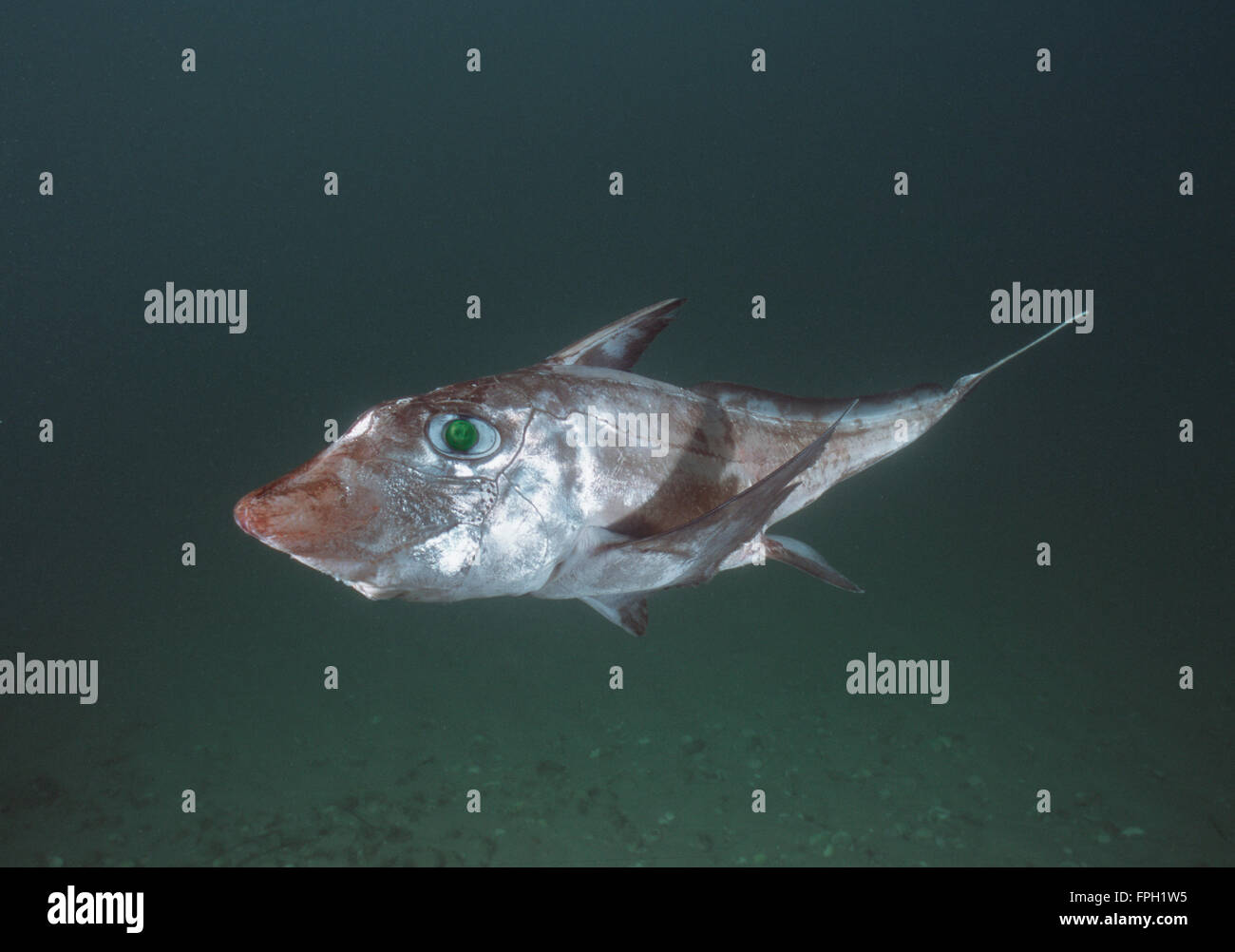 Ogilbys Chimaera (Chimaera ogilbyi Stock Photo - Alamy