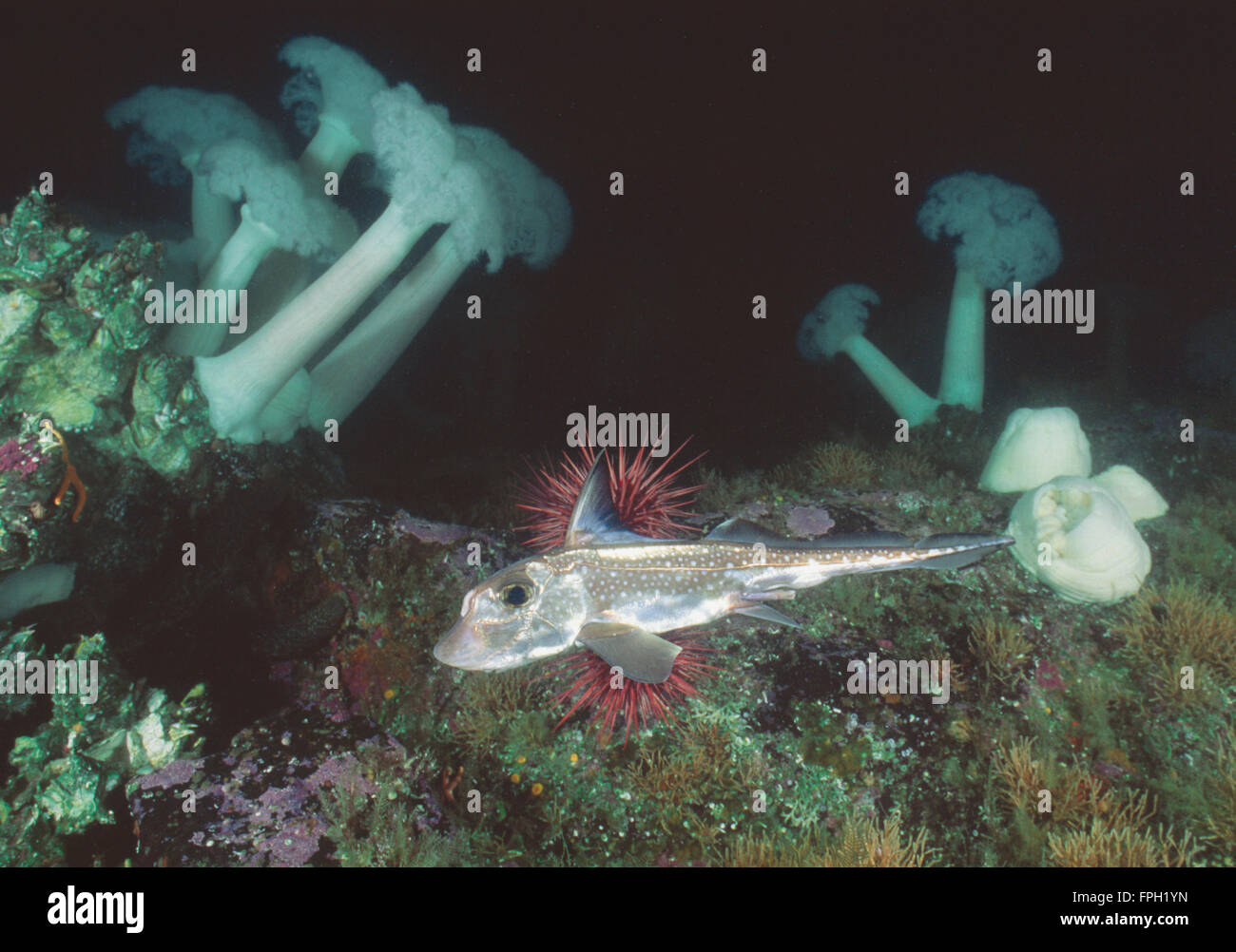 Spotted Ratfish Chimaera (Hydrolagus colliei) Male Stock Photo - Alamy