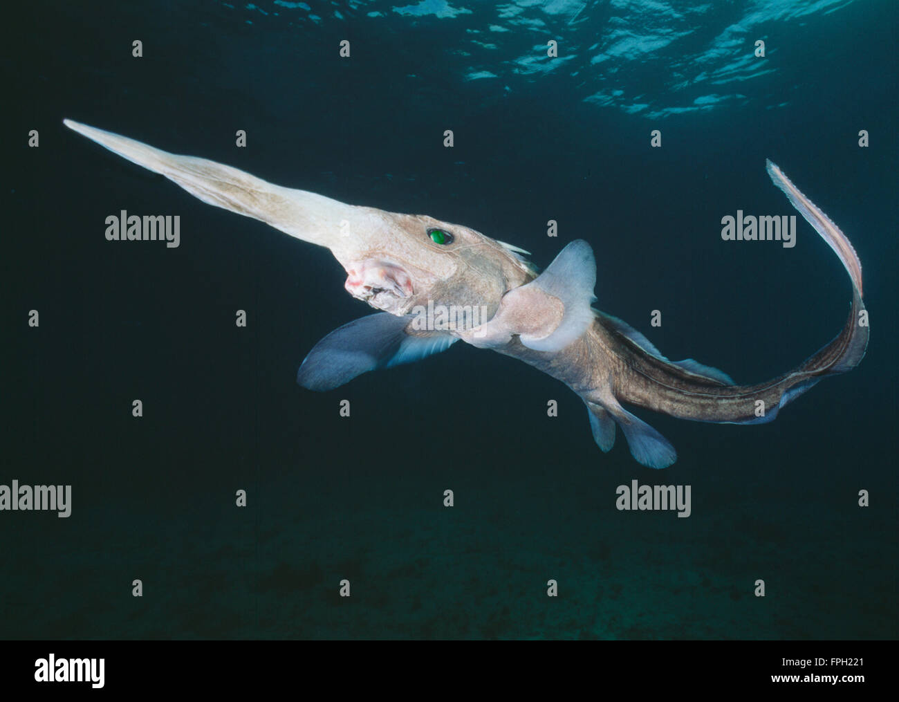 Pacific Spookfish (Rhinochimaera pacifica) Snout has electrical ...