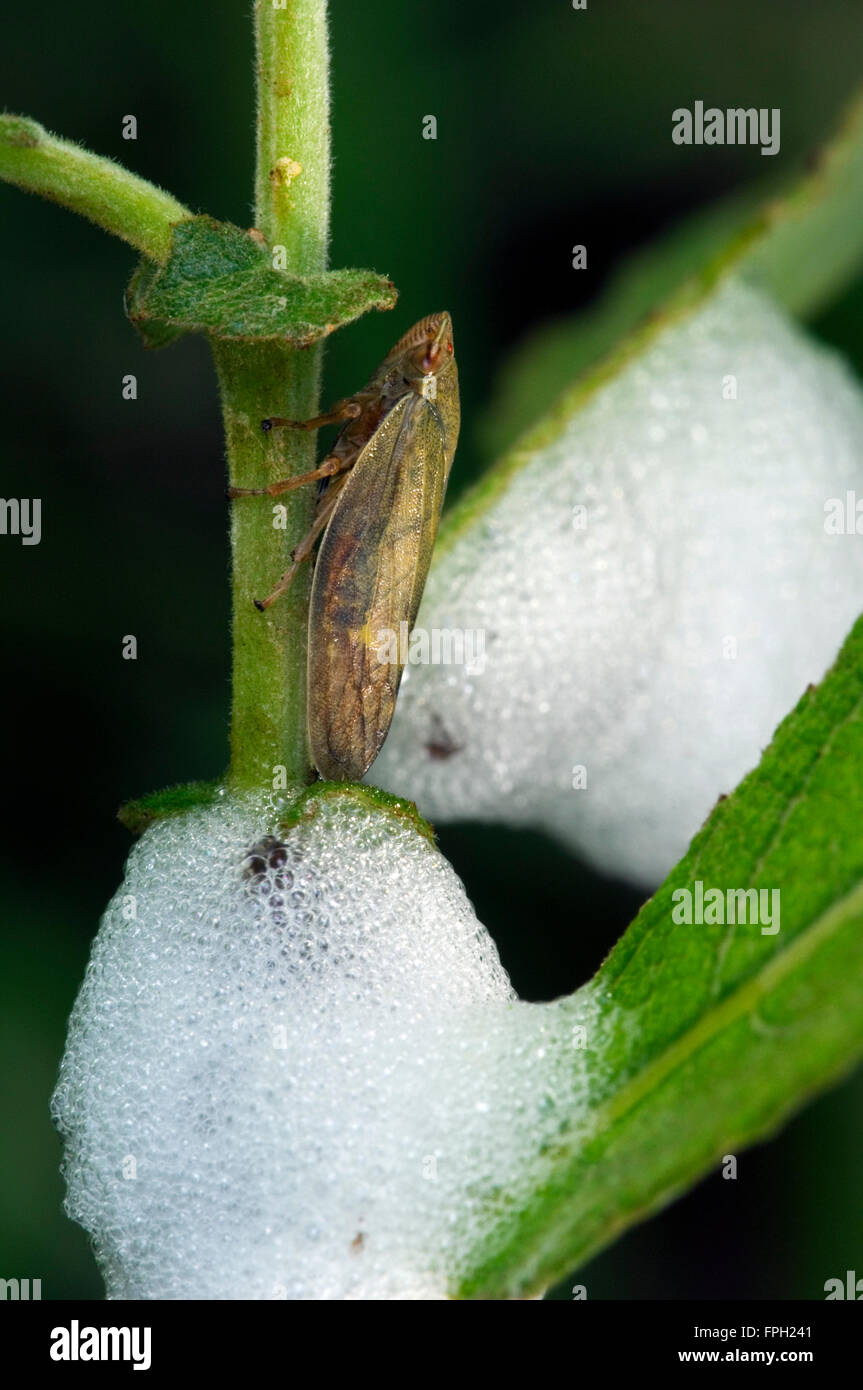 Frog hopper hi-res stock photography and images - Alamy
