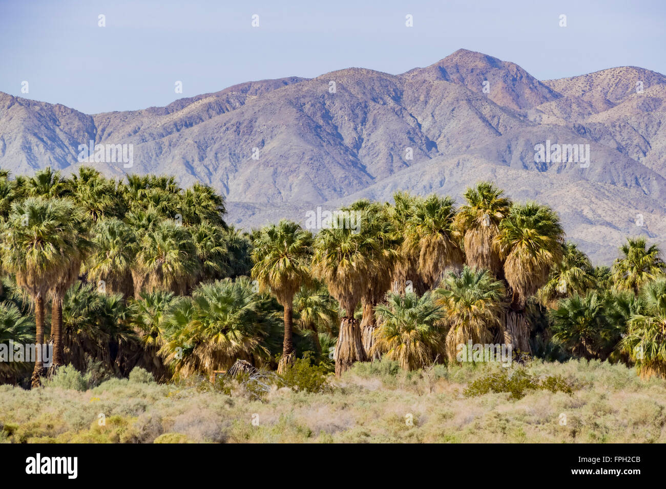 The palm trees at Coachella Valley Preserve Stock Photo - Alamy