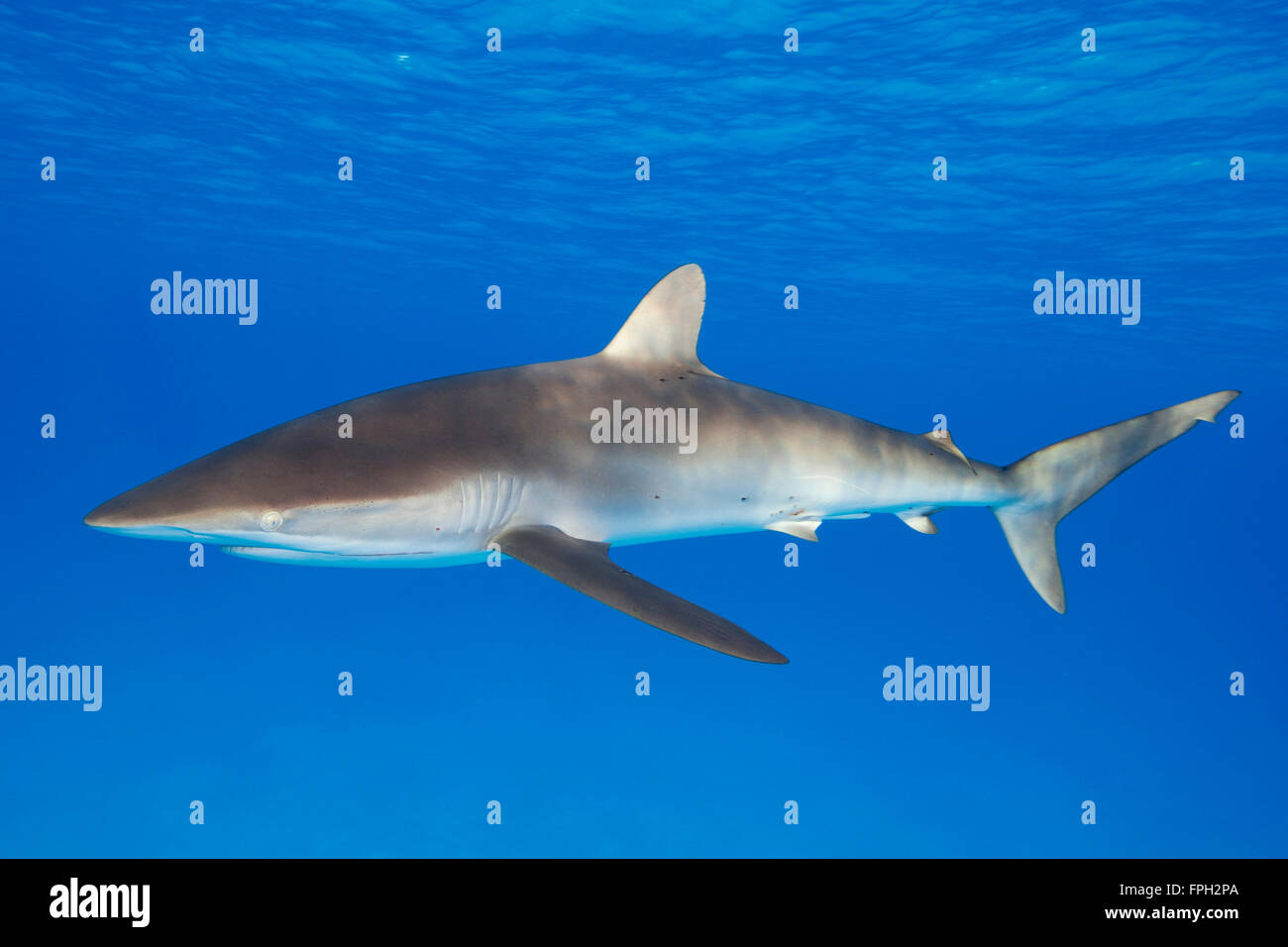 Silky sharks carcharhinus falciformis hi-res stock photography and ...