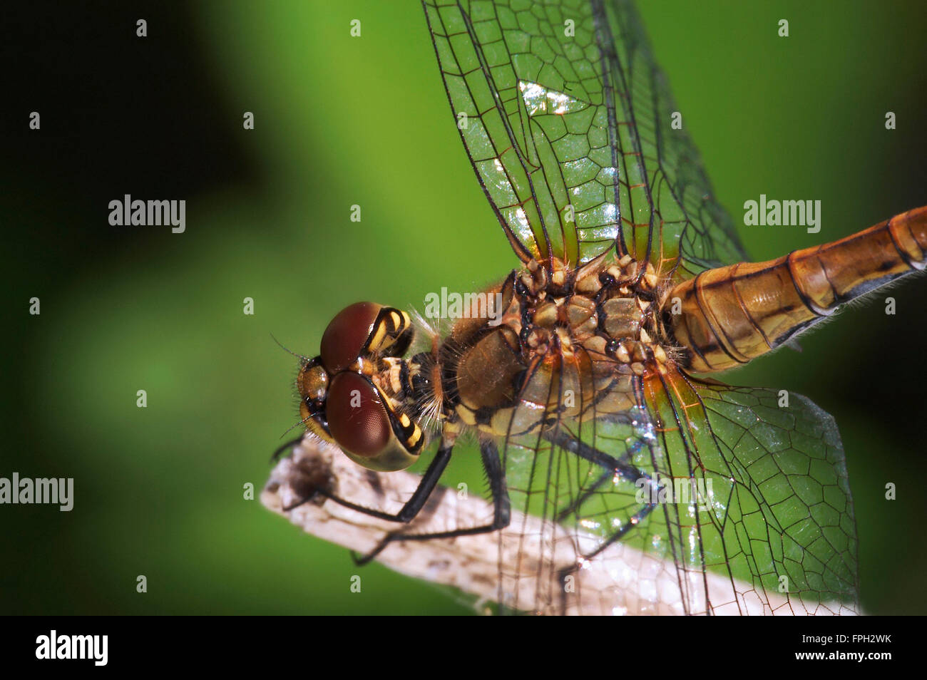 Vagrant darter (Sympetrum vulgatum) female close up portrait Stock ...