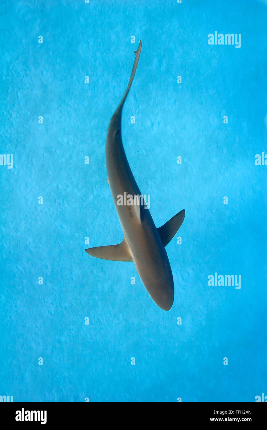 Silky Shark (Carcharhinus falciformis) Dorsal surface from above with ...