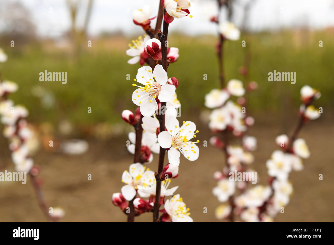 Blooming wild apricot in the garden. Spring flowering trees ...