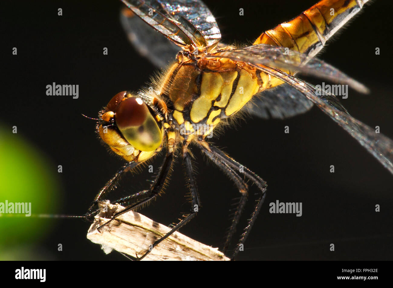 Vagrant darter (Sympetrum vulgatum) female close up portrait Stock ...