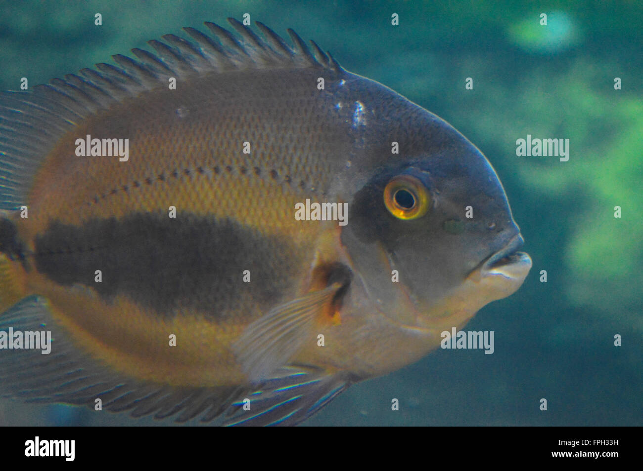 Silver gray fish hi-res stock photography and images - Alamy