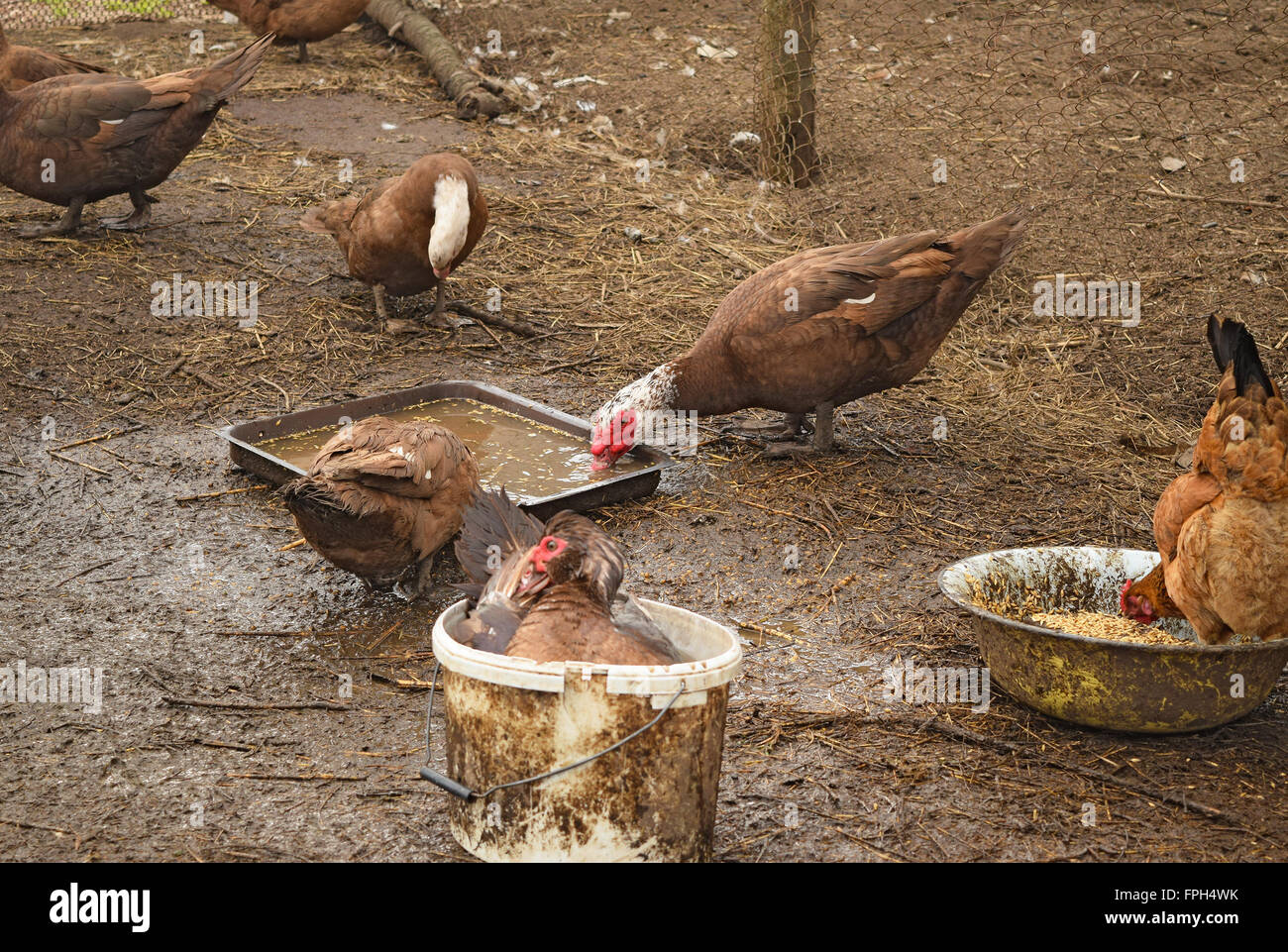 Black musk duck hi-res stock photography and images - Alamy