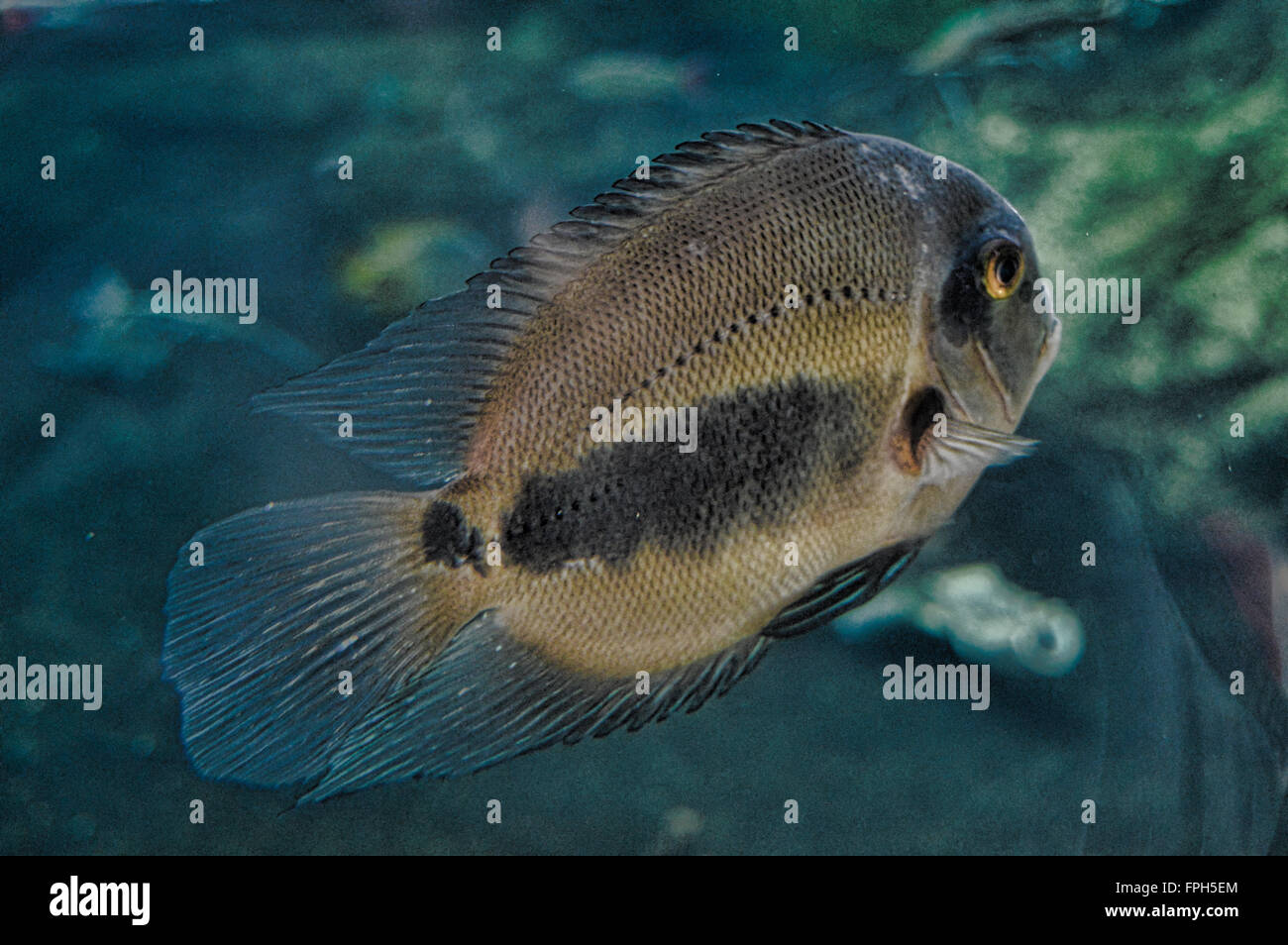 Silver gray fish hi-res stock photography and images - Alamy
