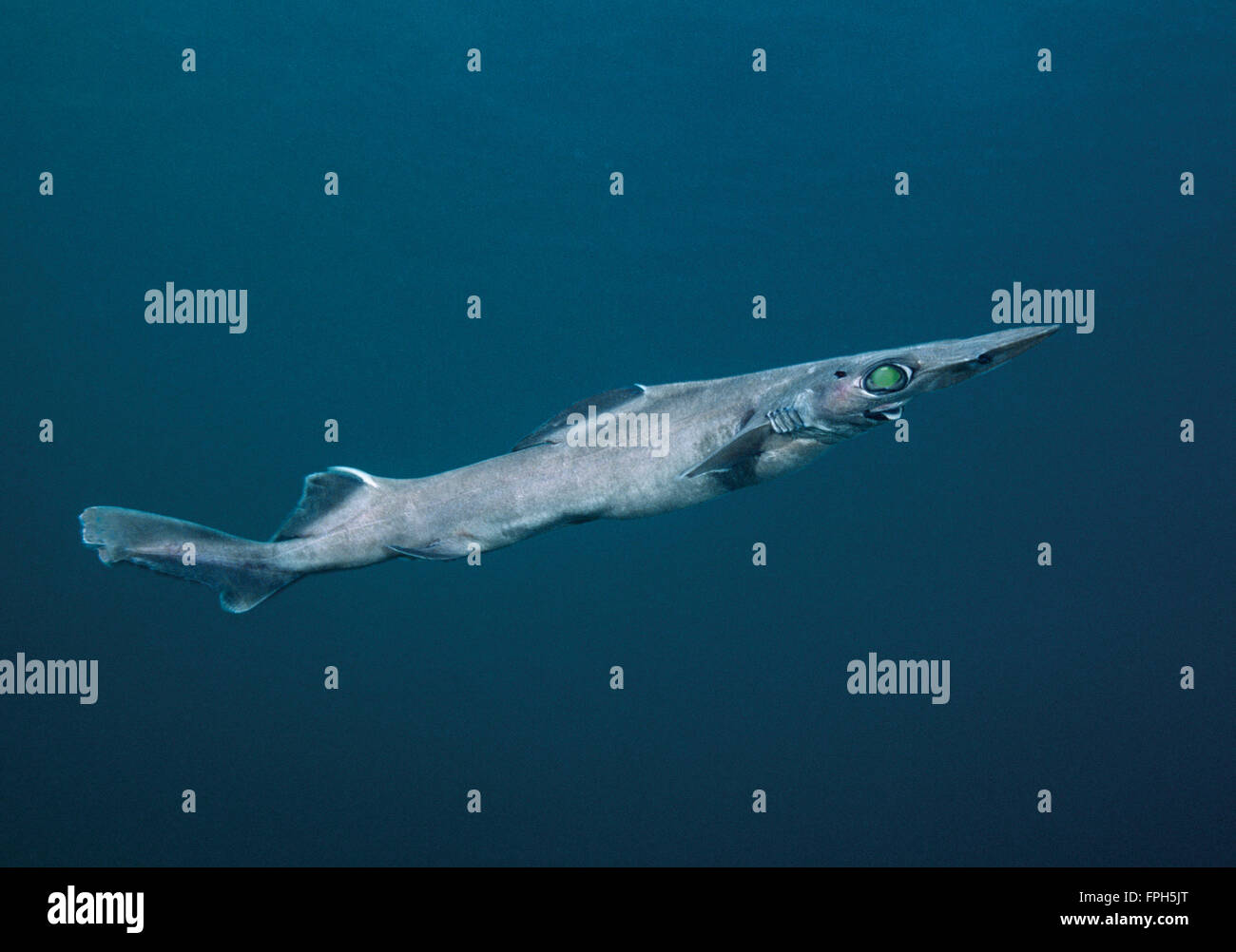 Deepwater dogfish hi-res stock photography and images - Alamy
