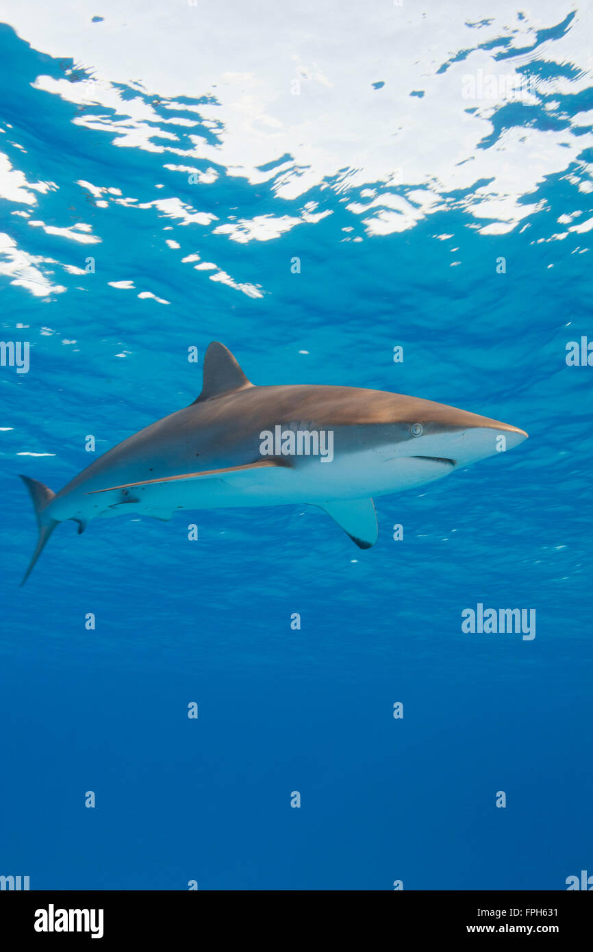 Carcharhinus falciformis hi-res stock photography and images - Alamy
