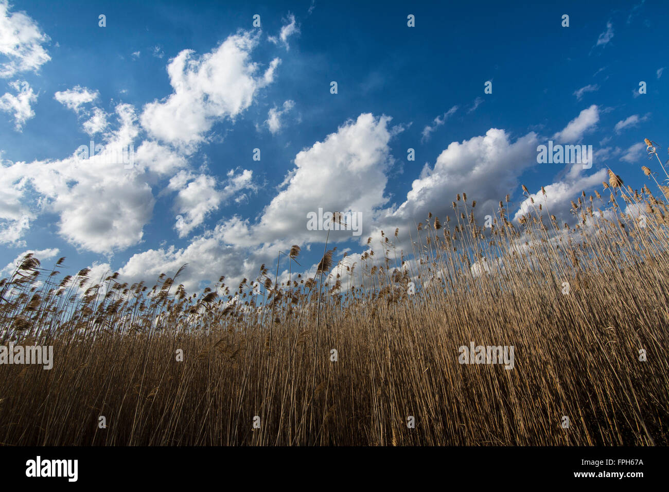 Golden grain grass in vibrant blue sky Stock Photo - Alamy