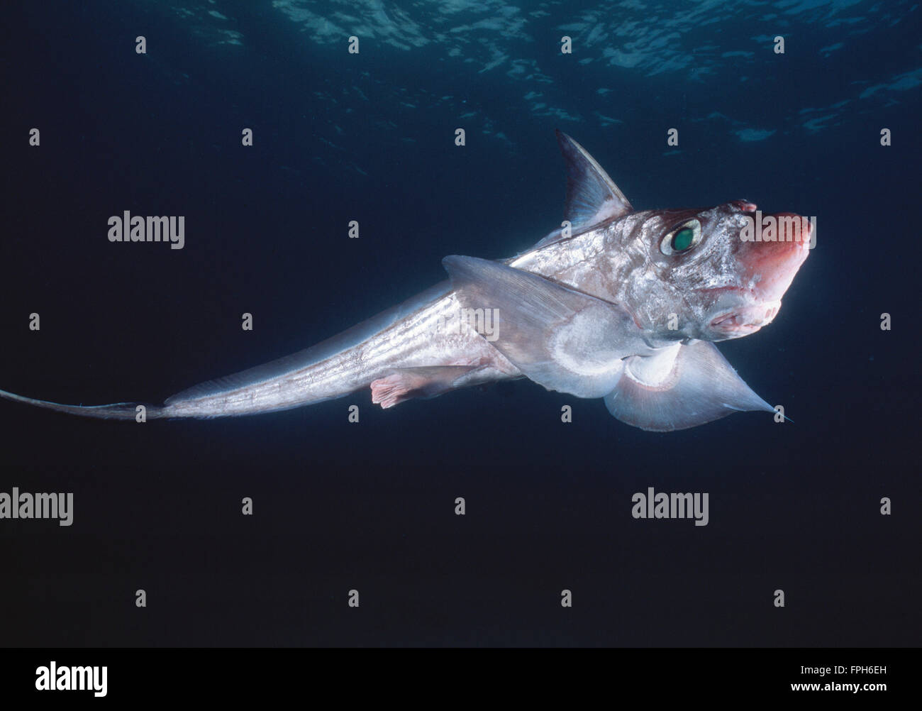 Blackfin Ghostshark (Hydrolagus Lemures) Chimaera species. Male Stock ...