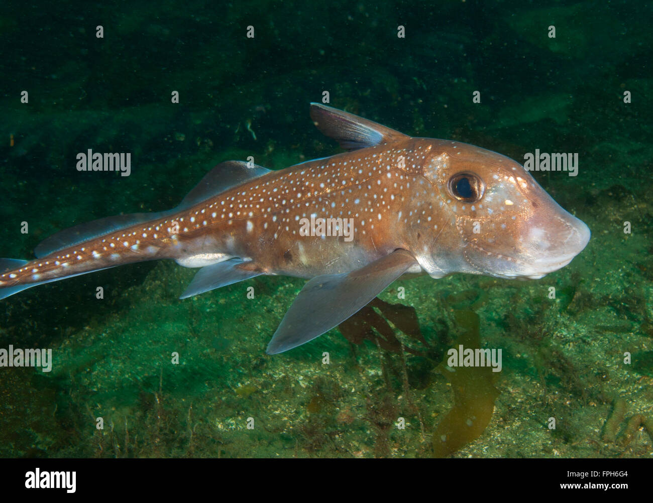 Chimaera Ratfish