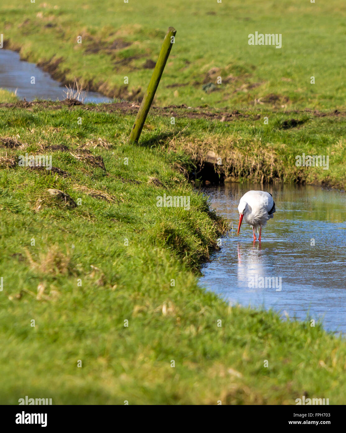 a European white stork hunting along a canal Stock Photo - Alamy
