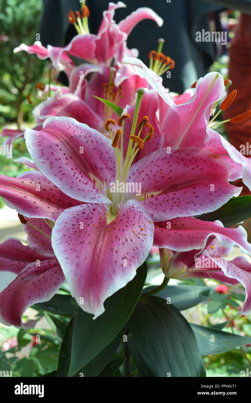 Speckled pink lily hi-res stock photography and images - Alamy