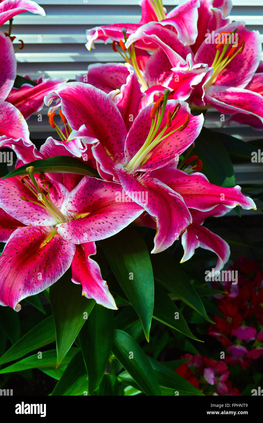Speckled pink lily hi-res stock photography and images - Alamy