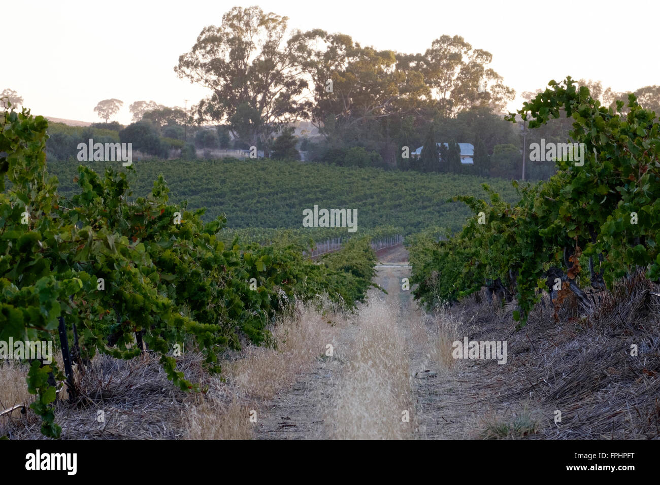 Early morning in a vineyard, Clare Valley, South Australia Stock Photo ...