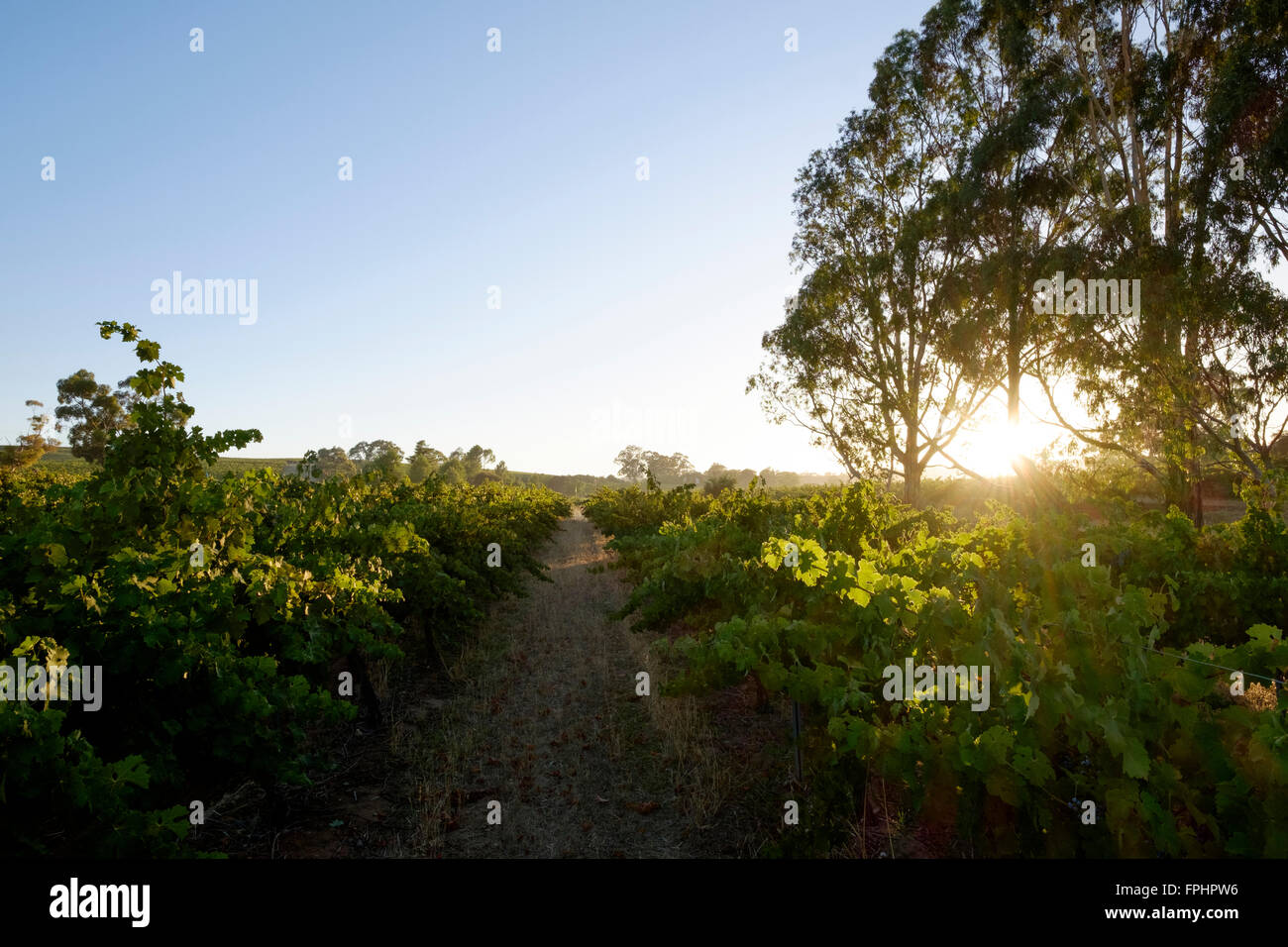 Early morning in a vineyard, Clare Valley, South Australia Stock Photo ...