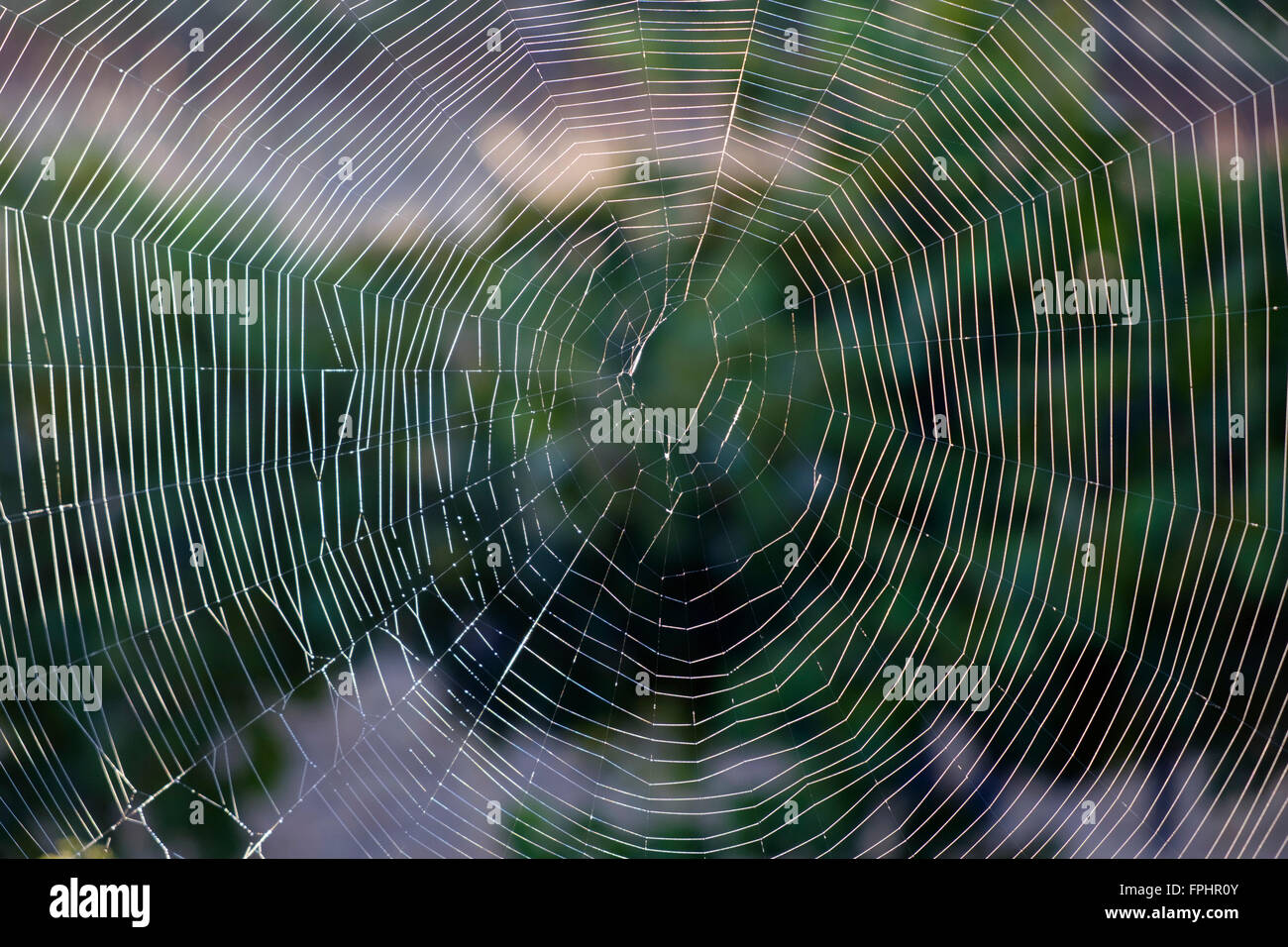 Spider in a web in backlight hi-res stock photography and images - Alamy