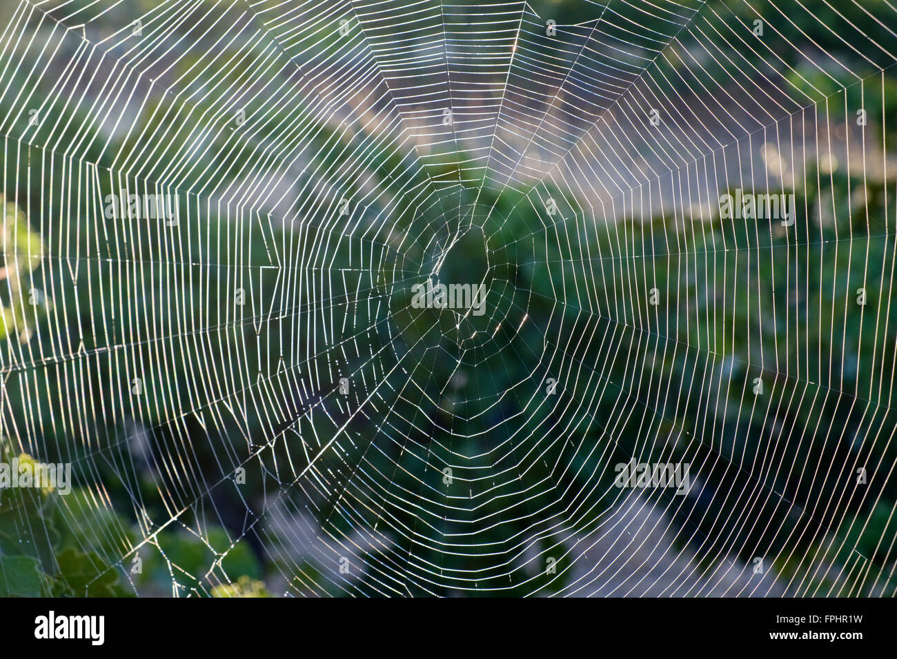 Spider in a web in backlight hi-res stock photography and images - Alamy