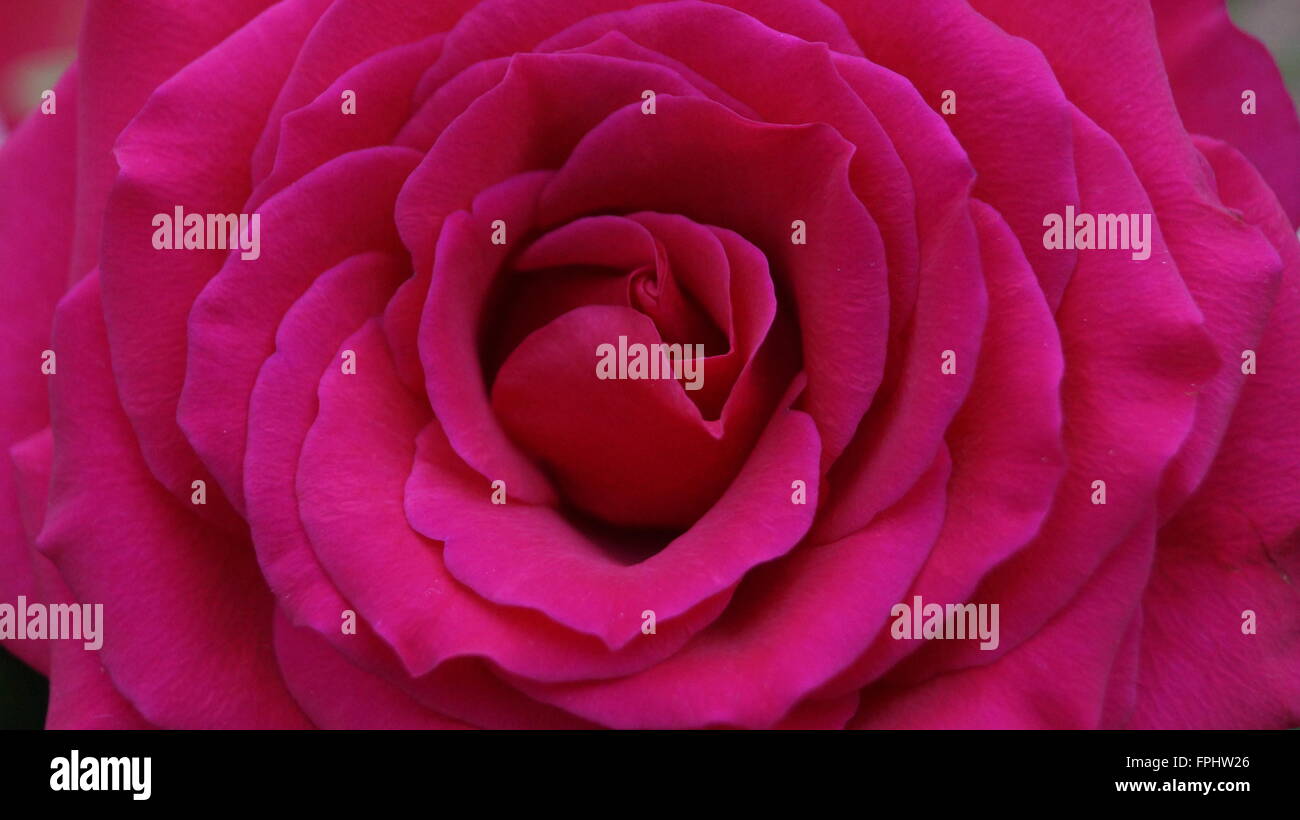 Close up of single red rose Stock Photo - Alamy