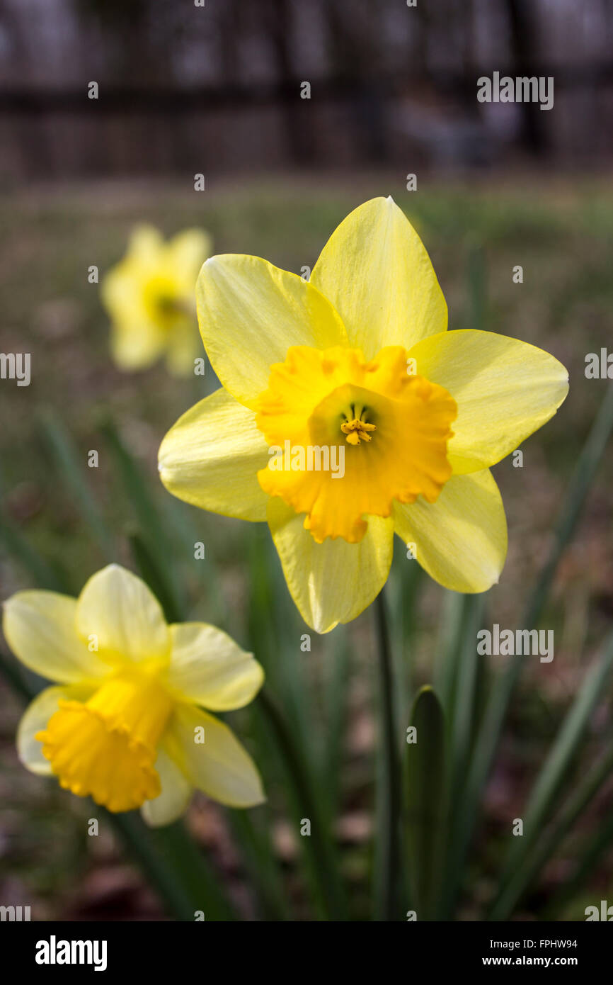 Trio of daffodils hi-res stock photography and images - Alamy