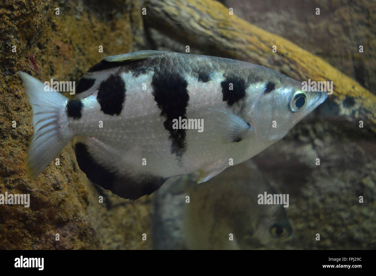 Black stripes fish hi-res stock photography and images - Alamy
