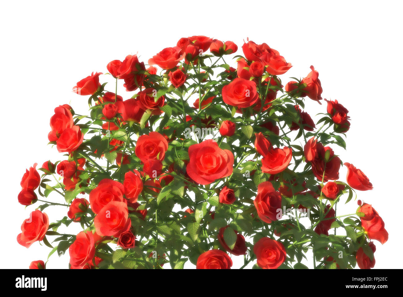 Red roses isolated on white Stock Photo - Alamy