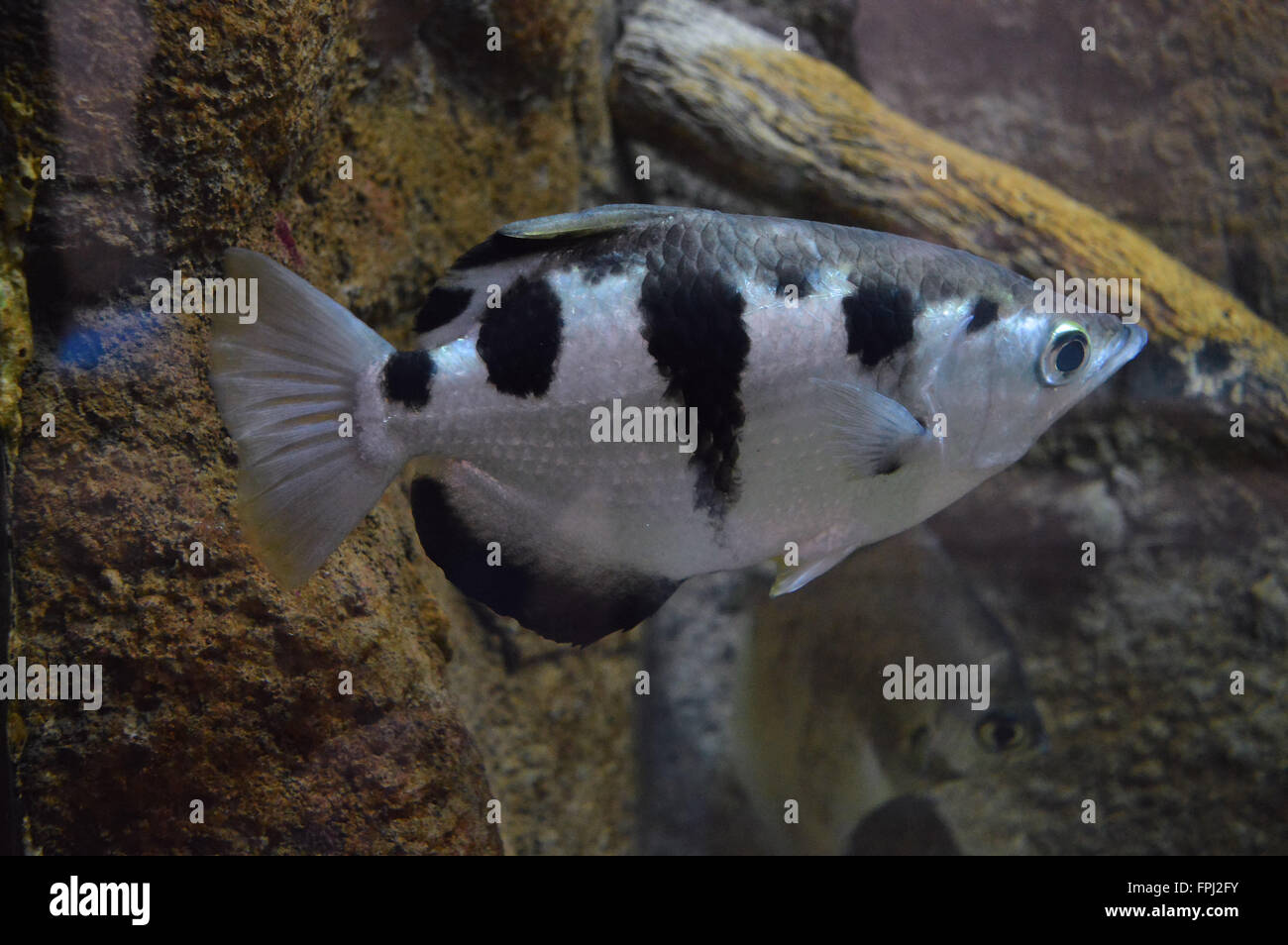 Fish with stripes hi-res stock photography and images - Alamy