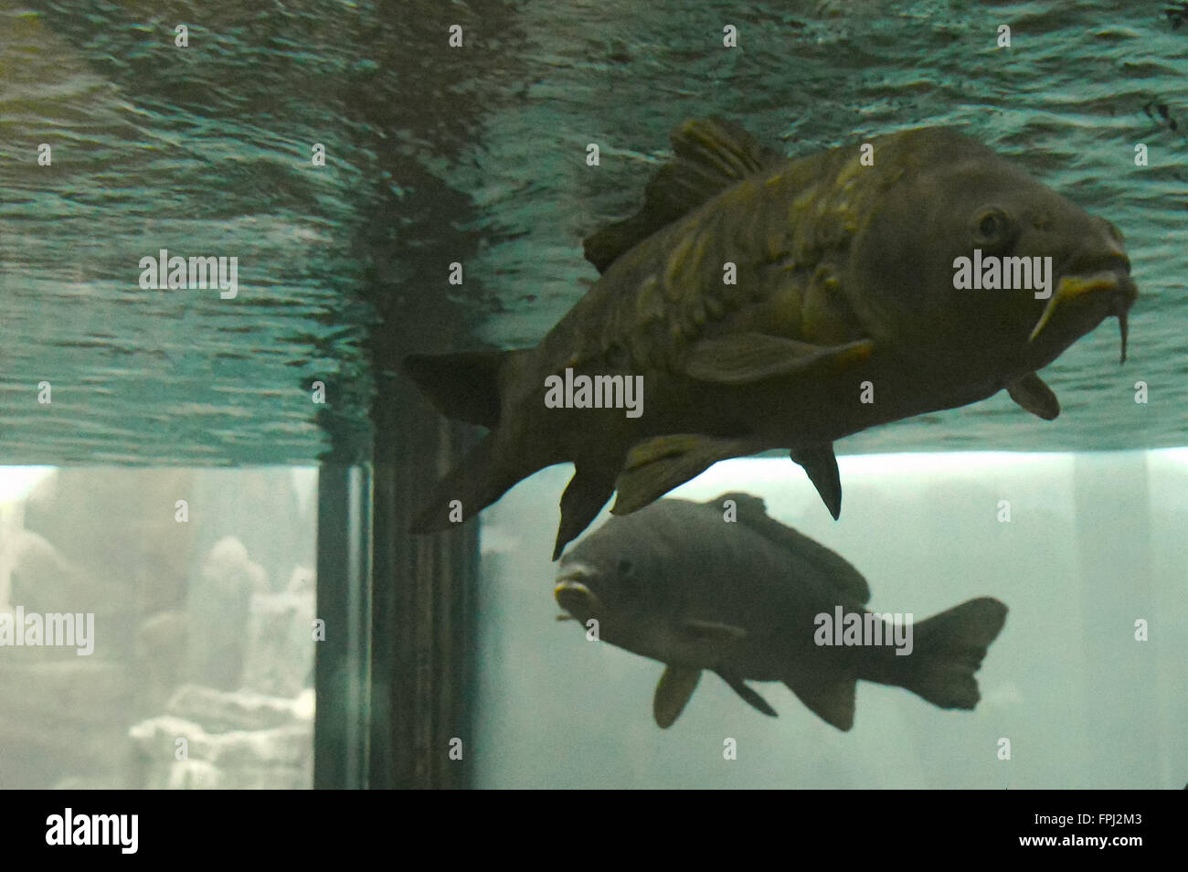 Marine carp hi-res stock photography and images - Alamy