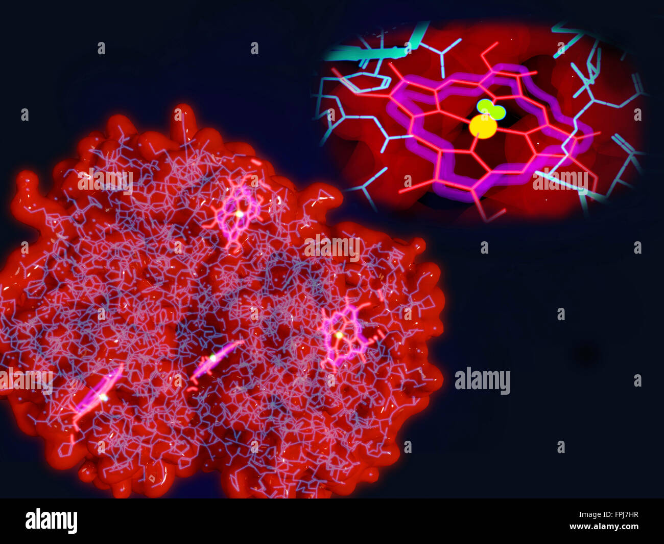 Haemoglobin haem molecular models. Haemoglobin (left) is the molecule ...