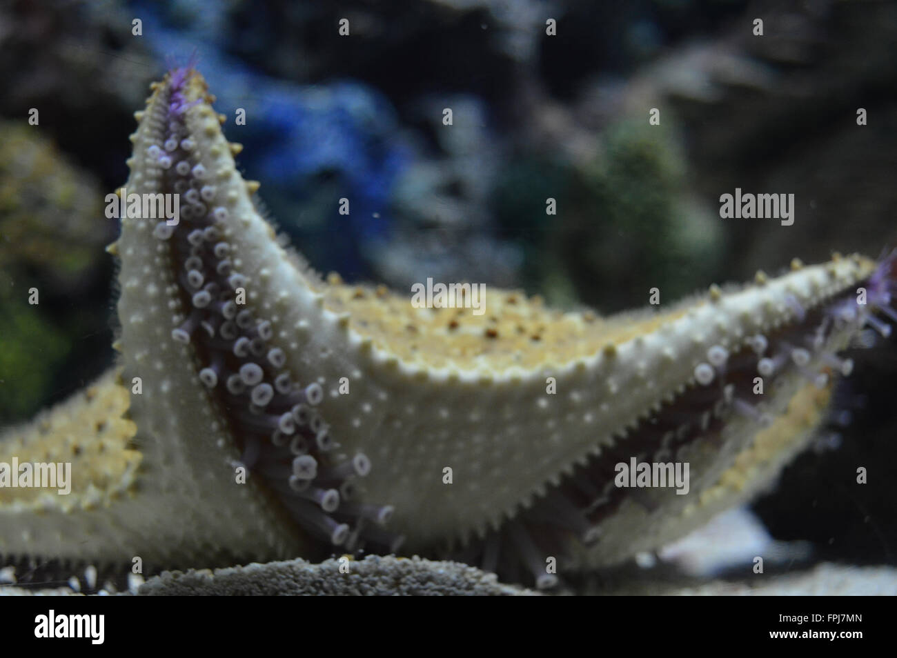 Underneath starfish hi-res stock photography and images - Alamy