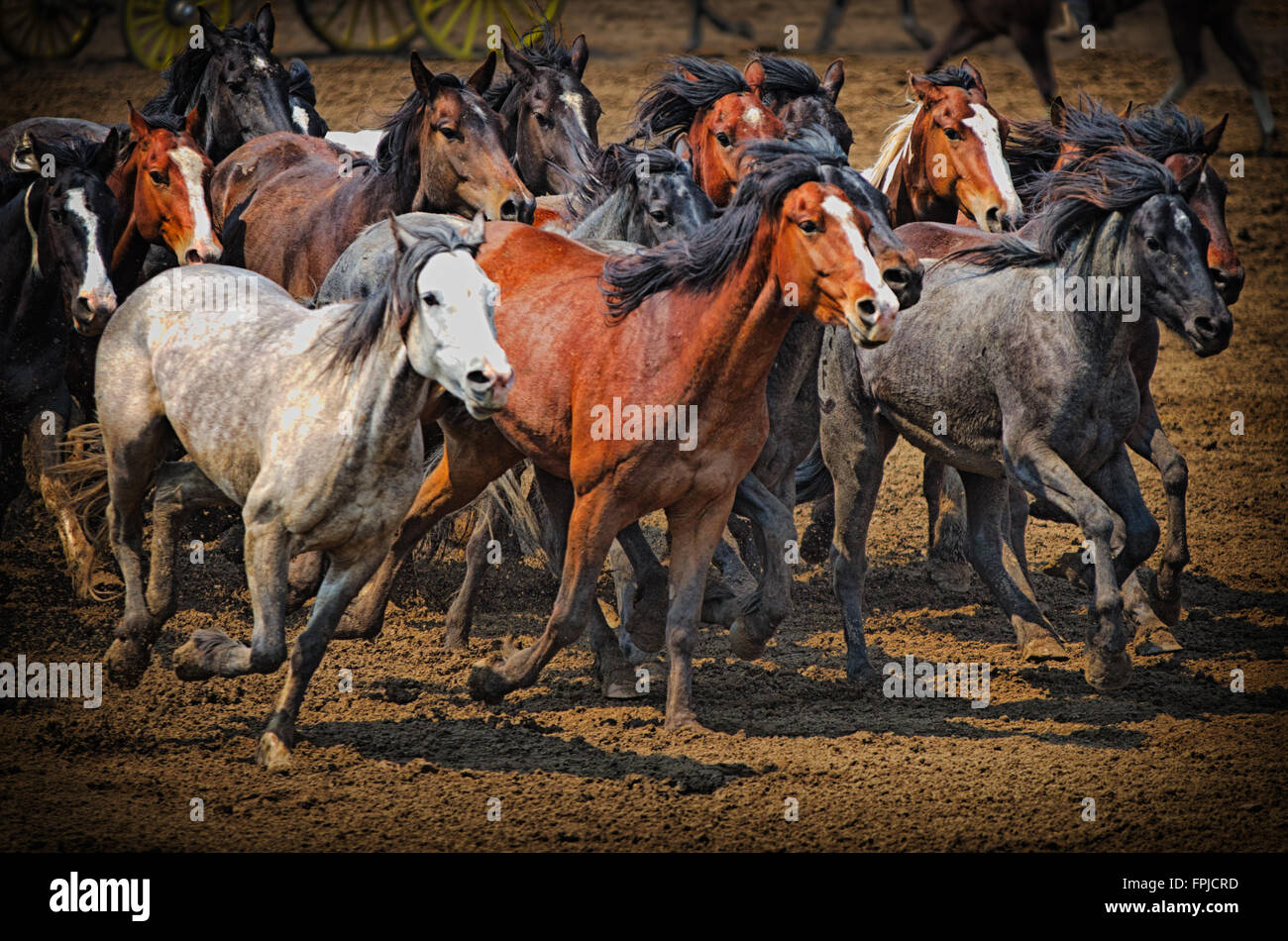 Stampeding hi-res stock photography and images - Alamy