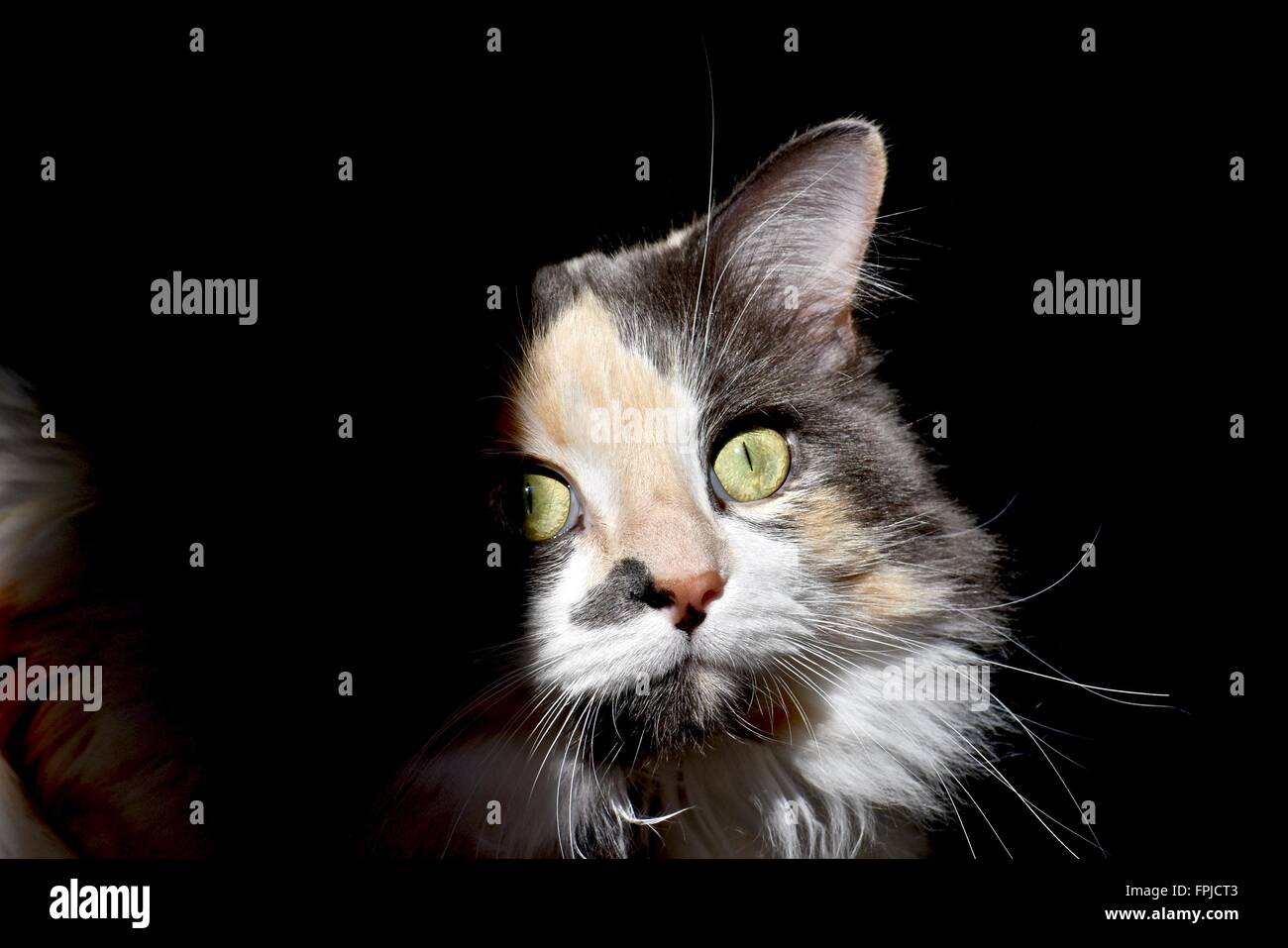 Beautiful cat posing for a portrait Stock Photo - Alamy