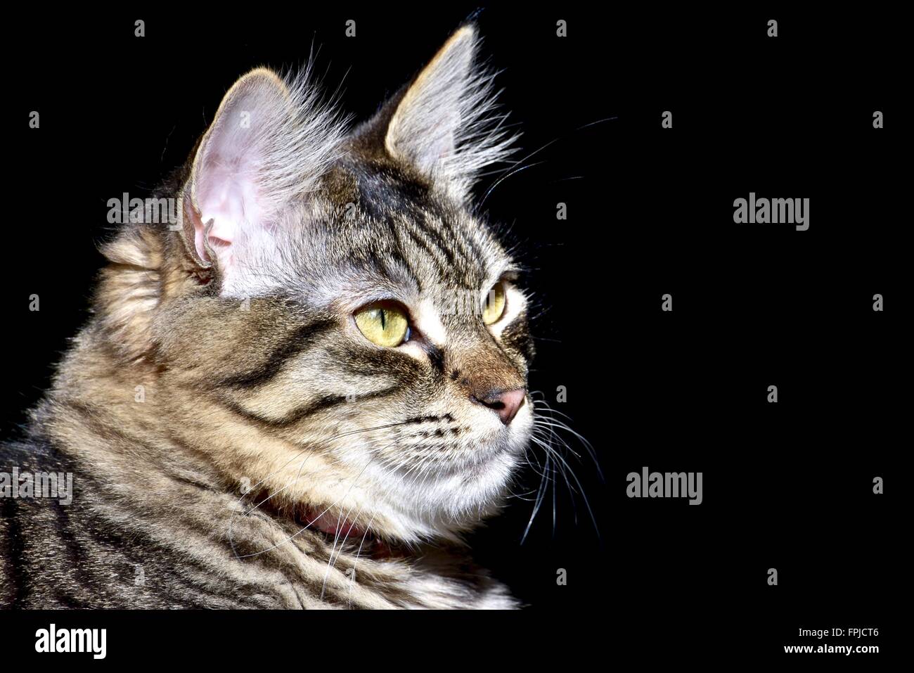 Black cat posing hi-res stock photography and images - Alamy