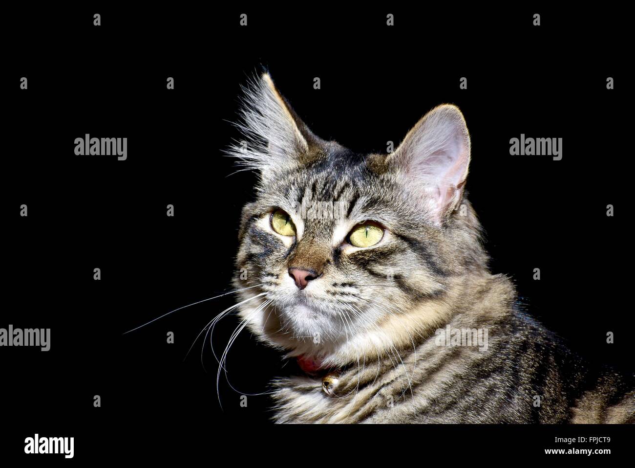 Beautiful cat posing for a portrait Stock Photo - Alamy