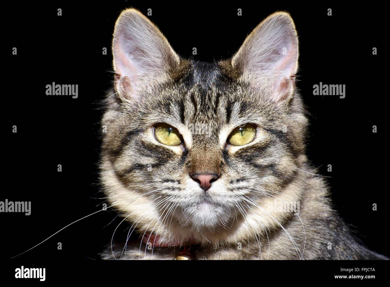 Beautiful cat posing for a portrait Stock Photo - Alamy