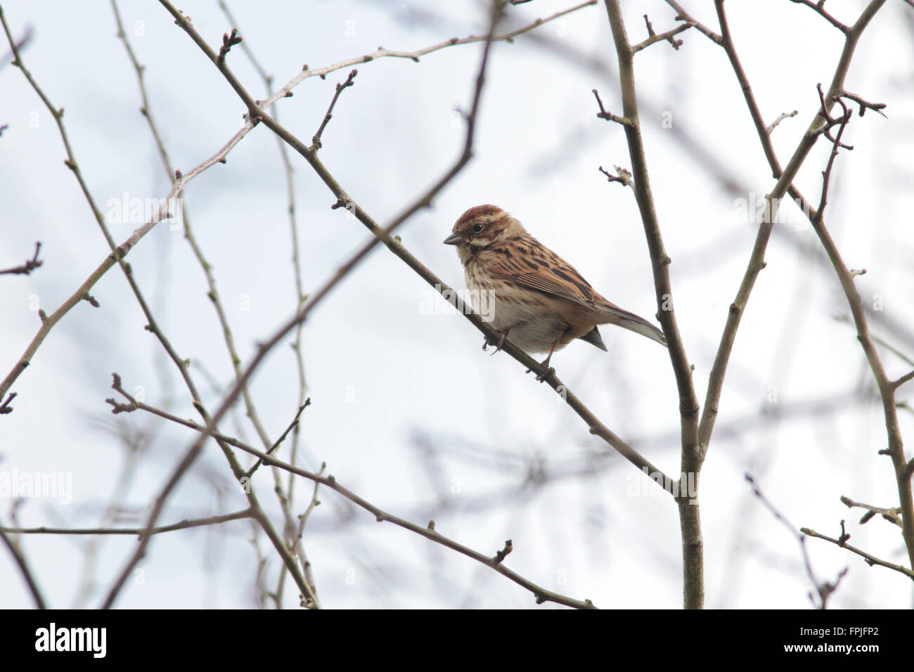 Buntings and finches hi-res stock photography and images - Alamy