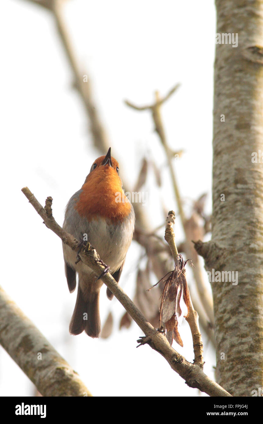 Bird chorus hi-res stock photography and images - Alamy