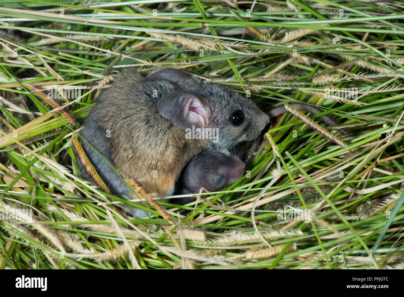 Cactus Mouse Peromyscus eremicus Tucson, Pima County, Arizona, United ...