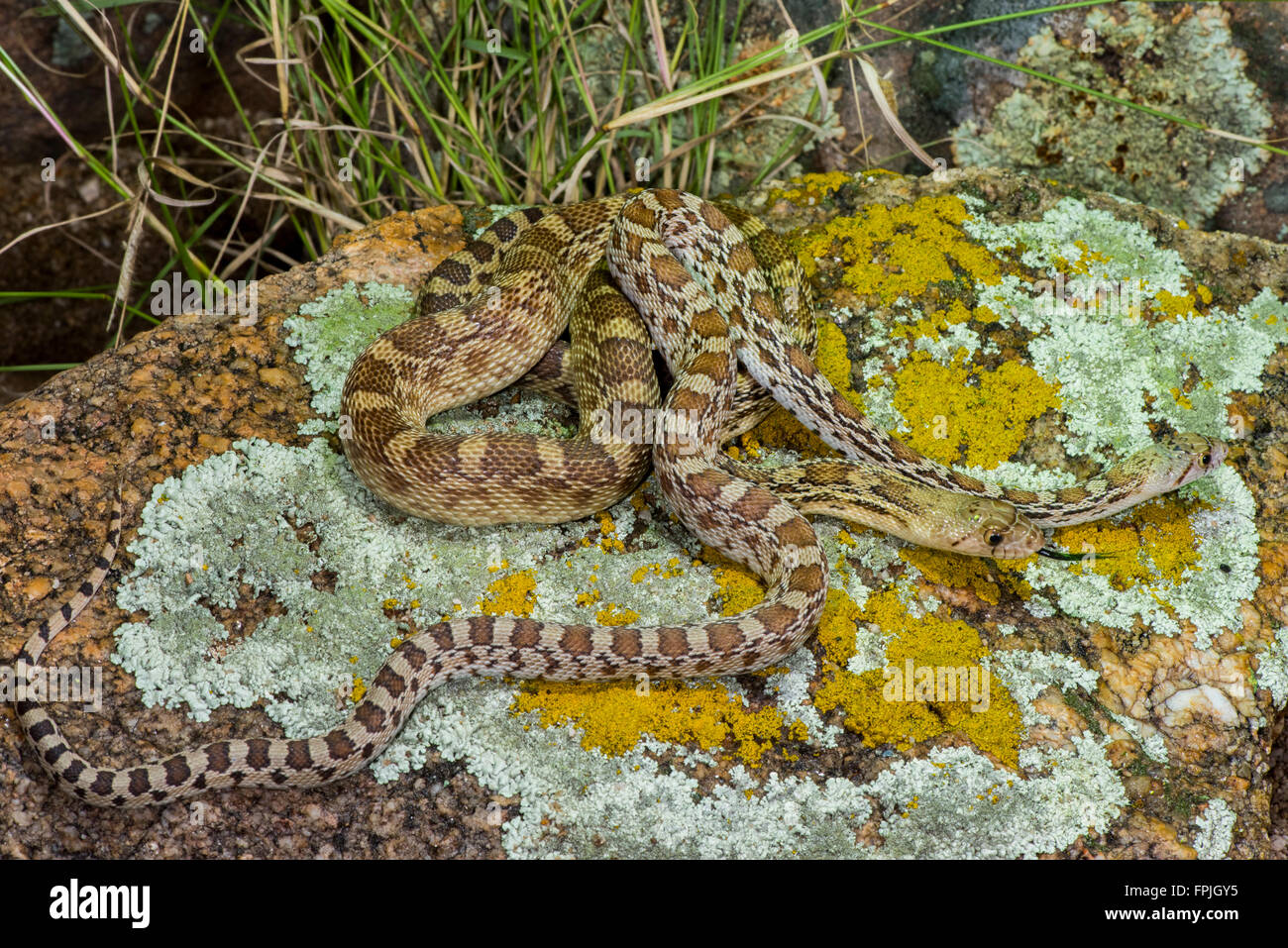 Gopher Snake Pituophis catenifer Tucson, Pima County, Arizona, United ...